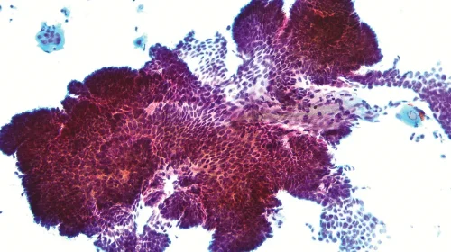 Collection Guides - Sagis